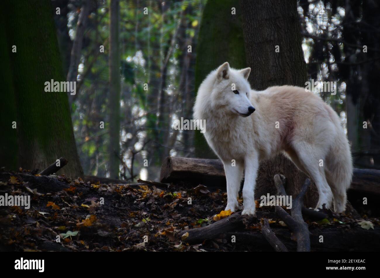 Zoo wolf fence hi-res stock photography and images - Alamy