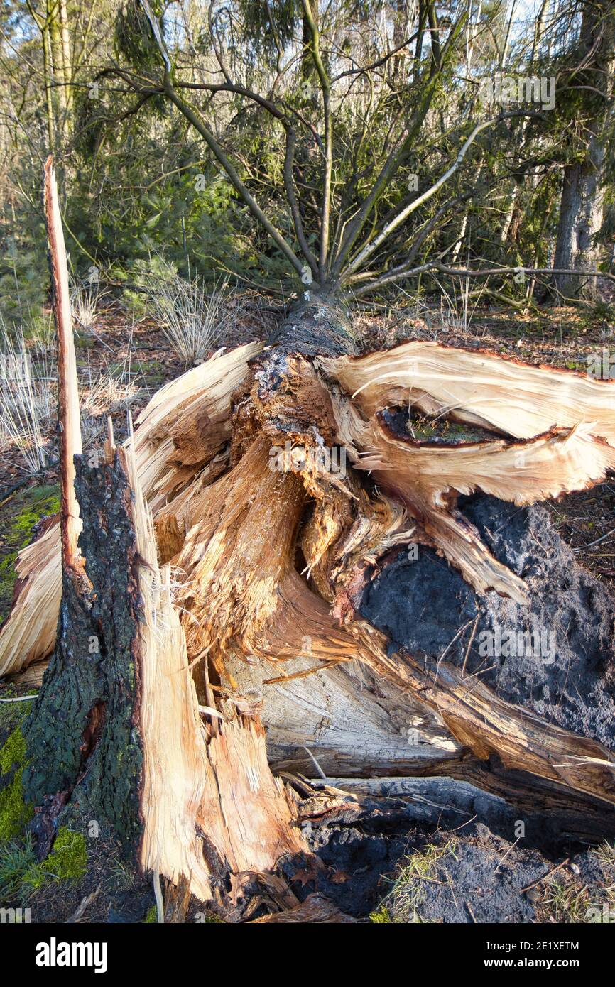 Falling tree hi-res stock photography and images - Alamy