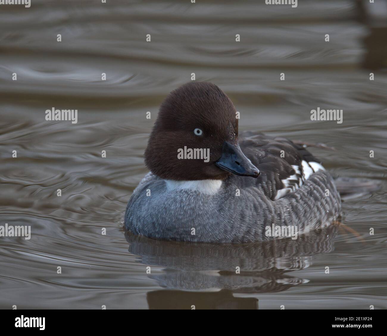 Female Common Goldeneye Stock Photo - Alamy