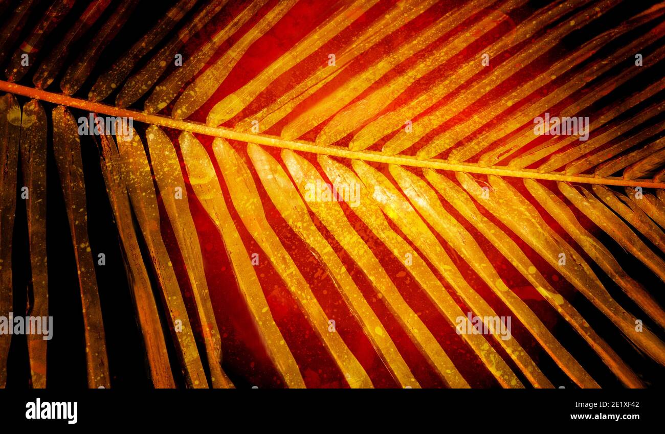 Photo background of a golden leaf palm tree in a tropical forest ...