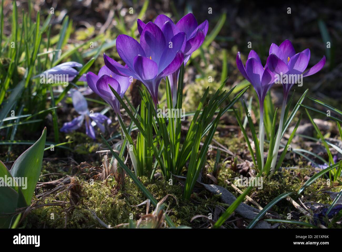 Crocus tommasinianus barr's purple hi-res stock photography and images ...