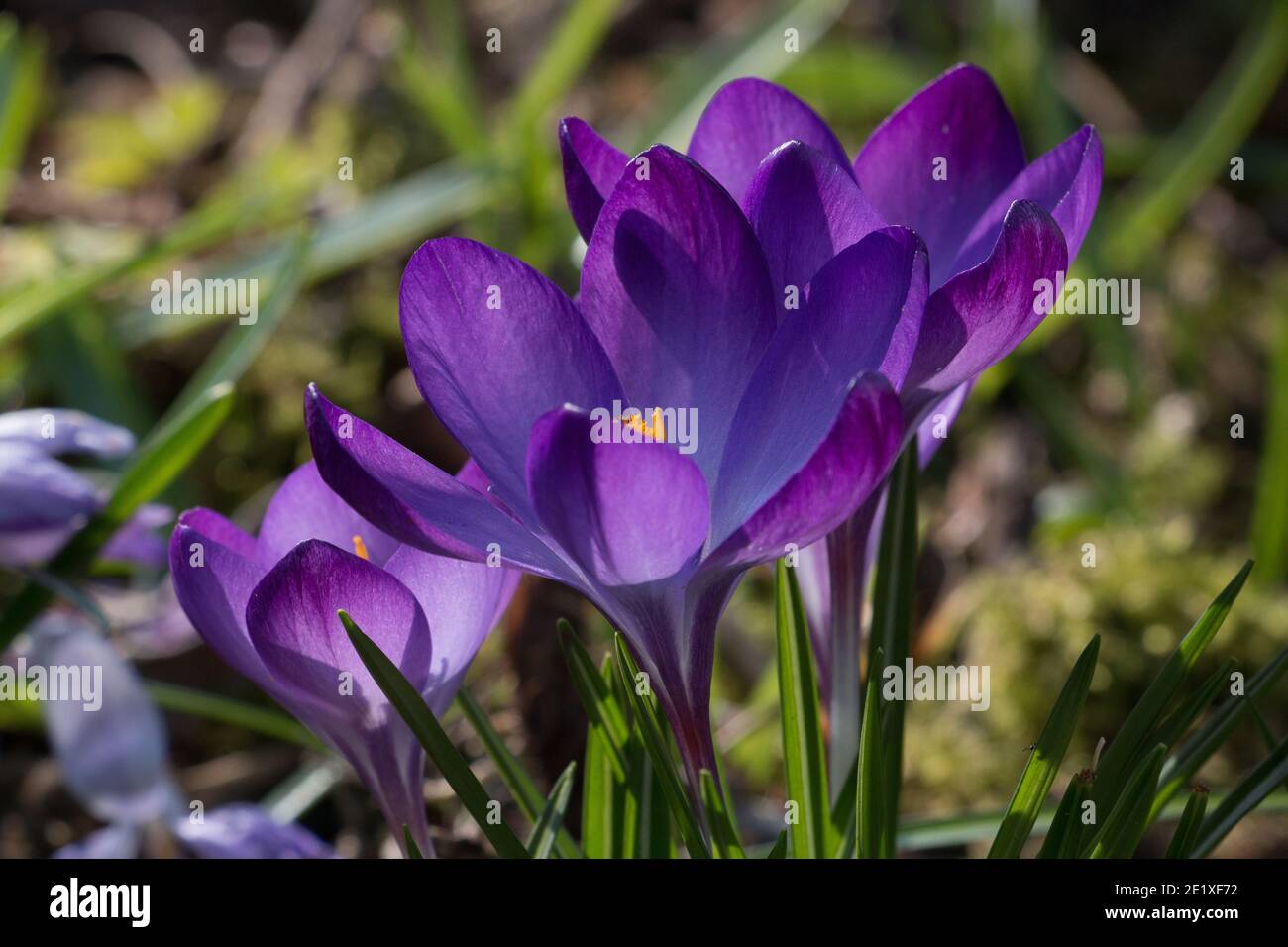 Purple crocus flowers, Crocus tommasinianus, Barr's purple, blooming in ...