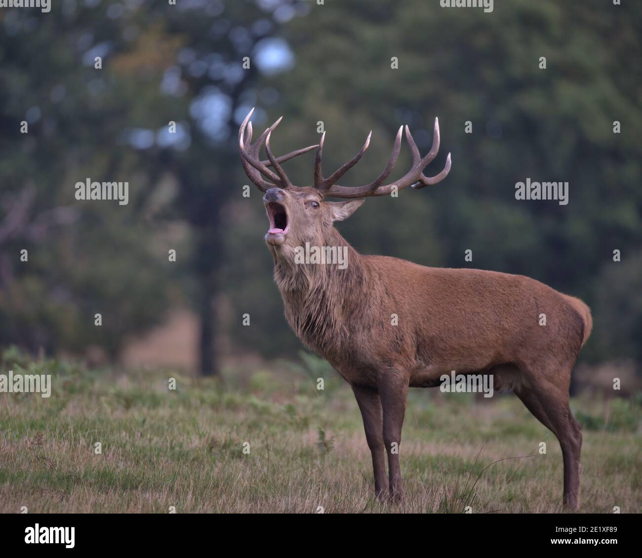 British stag do hi-res stock photography and images - Alamy
