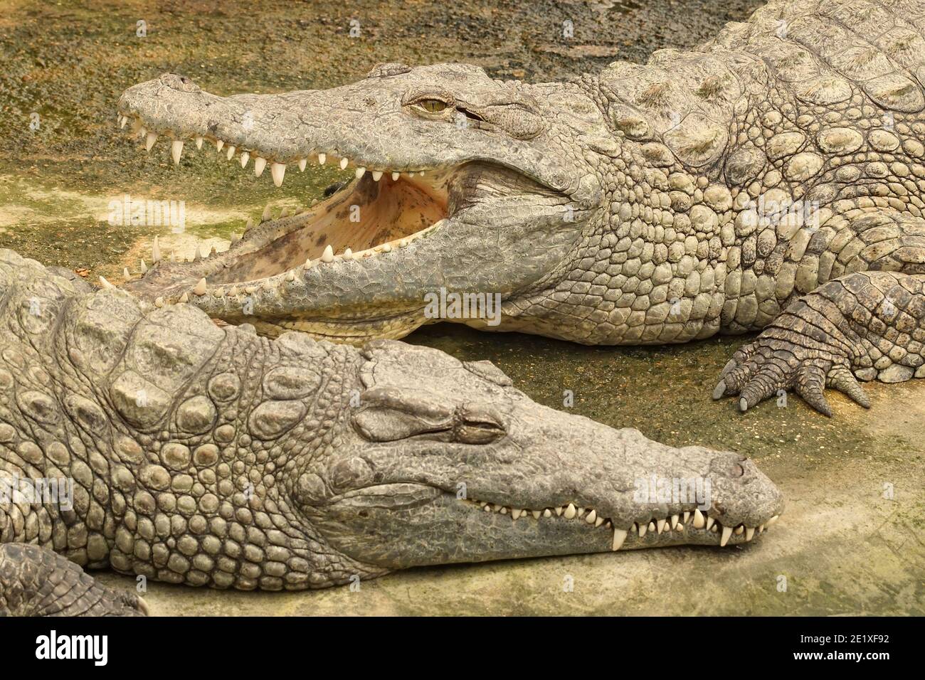 Two Nile crocodiles, Crocodylus niloticus, resting together on the ...