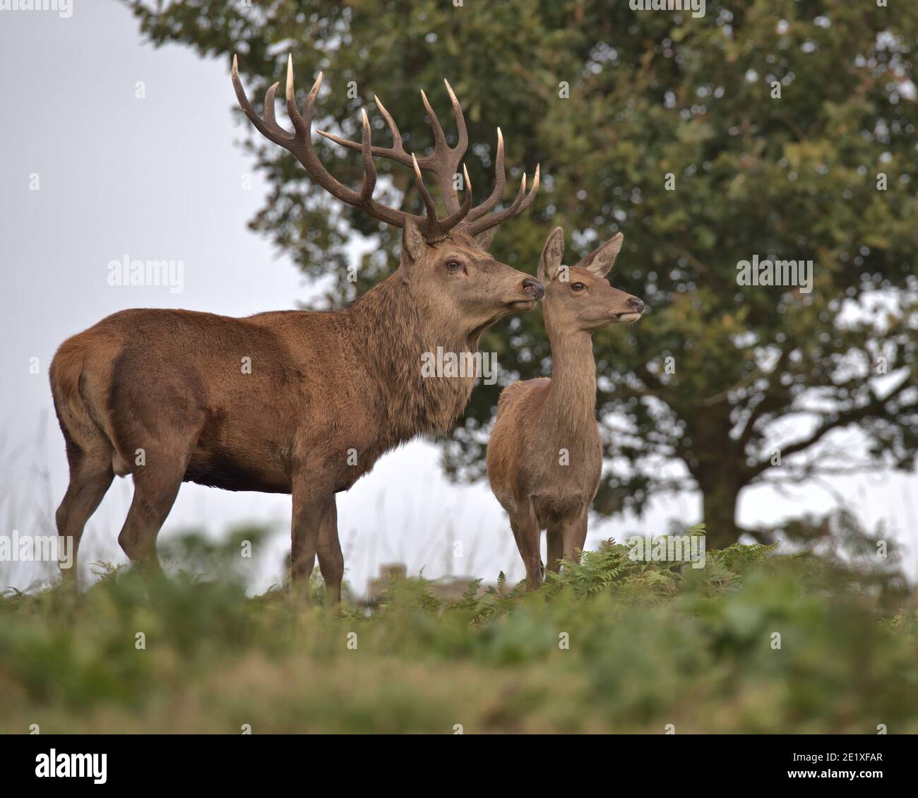 Red Deer Stag Stock Photo - Alamy