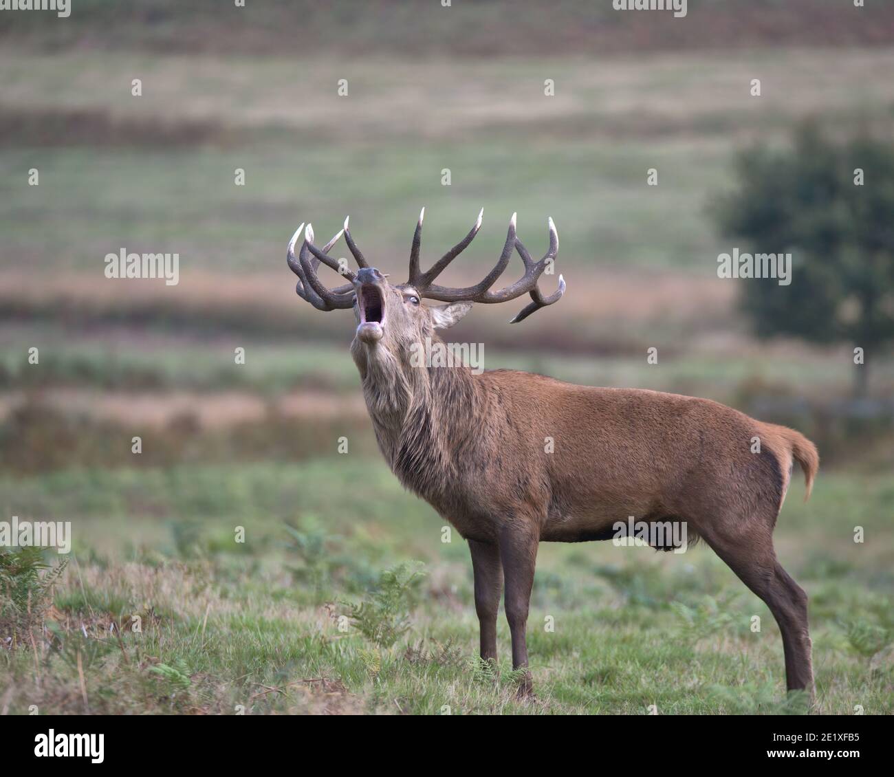 Red Deer Stag Stock Photo - Alamy