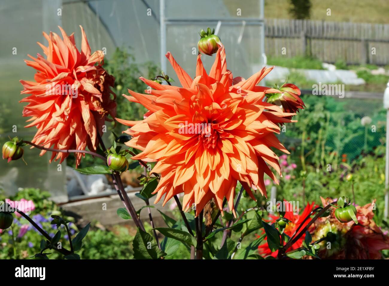 Dahlia varieties hi-res stock photography and images - Alamy