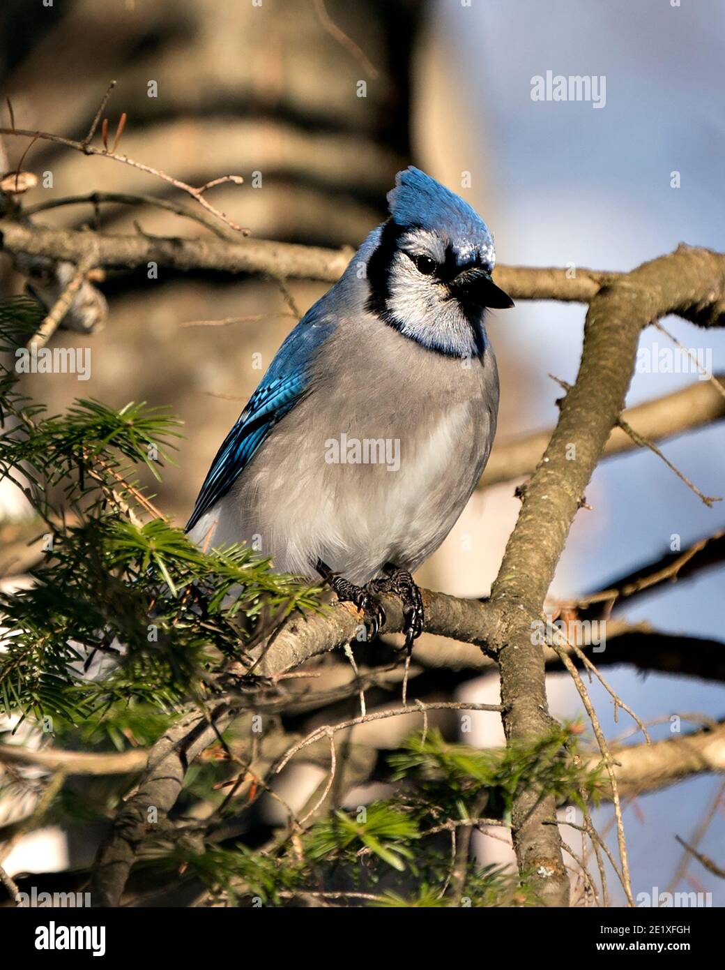 Blue jay bird storytelling image hi-res stock photography and images - Alamy