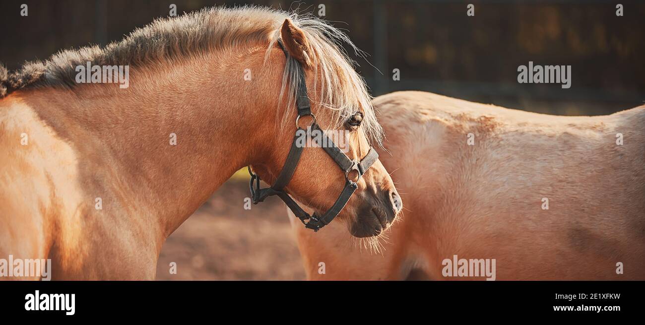 Two beautiful light palomino horses with long bangs walk around the ...
