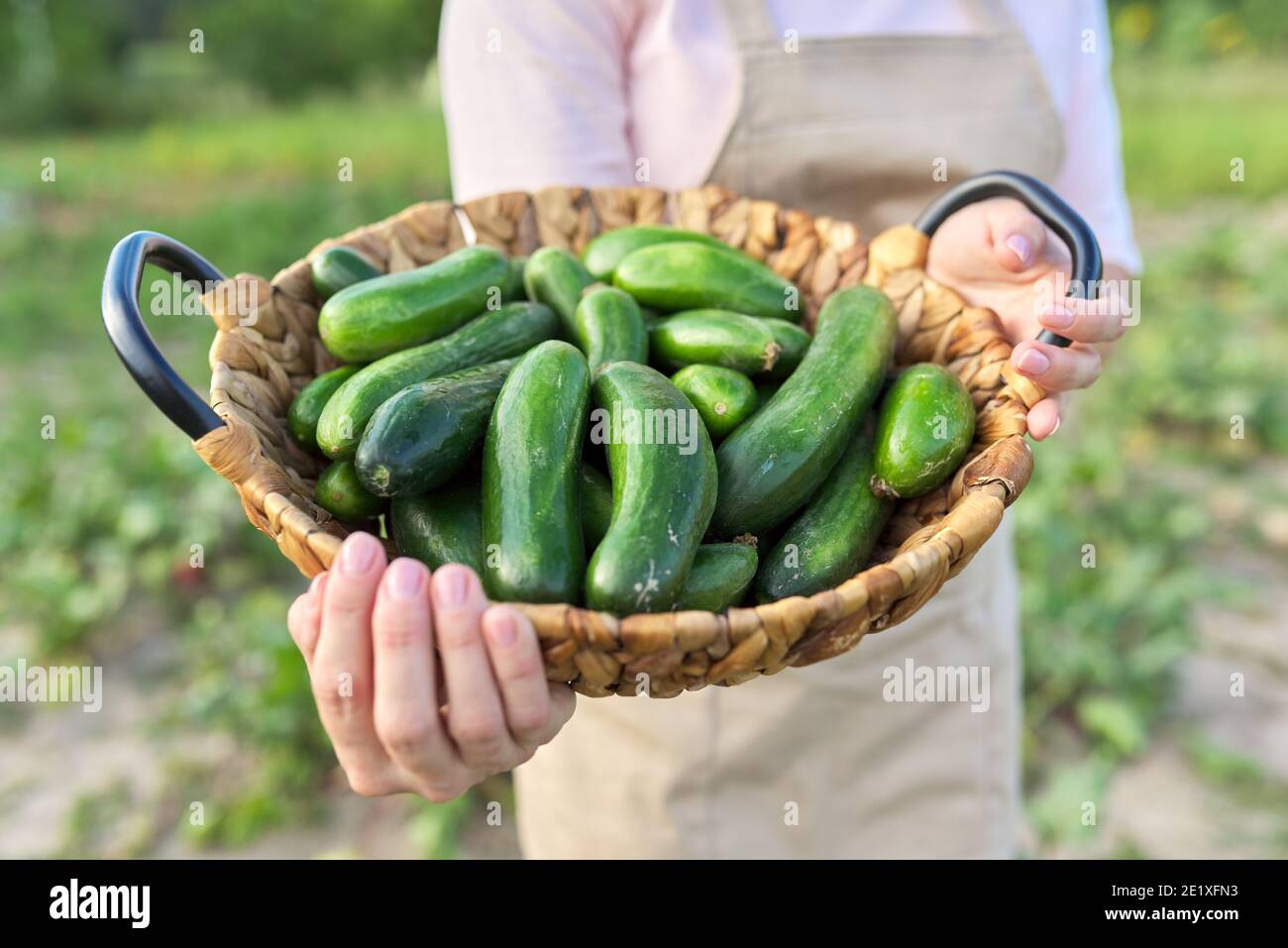 Human hands pick up cucumbers hi-res stock photography and images - Alamy