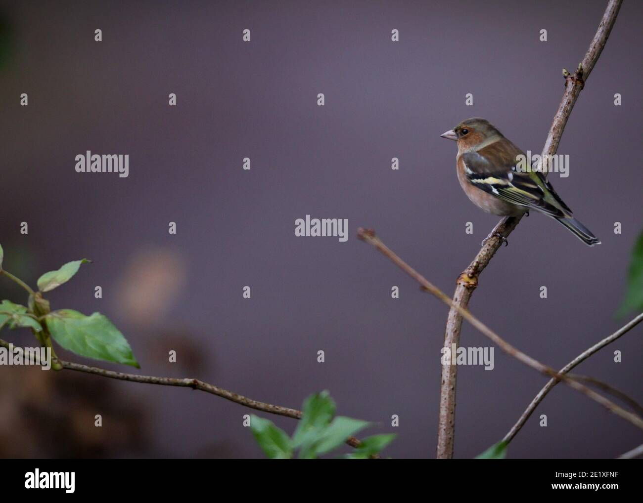 English summer birds hi-res stock photography and images - Alamy