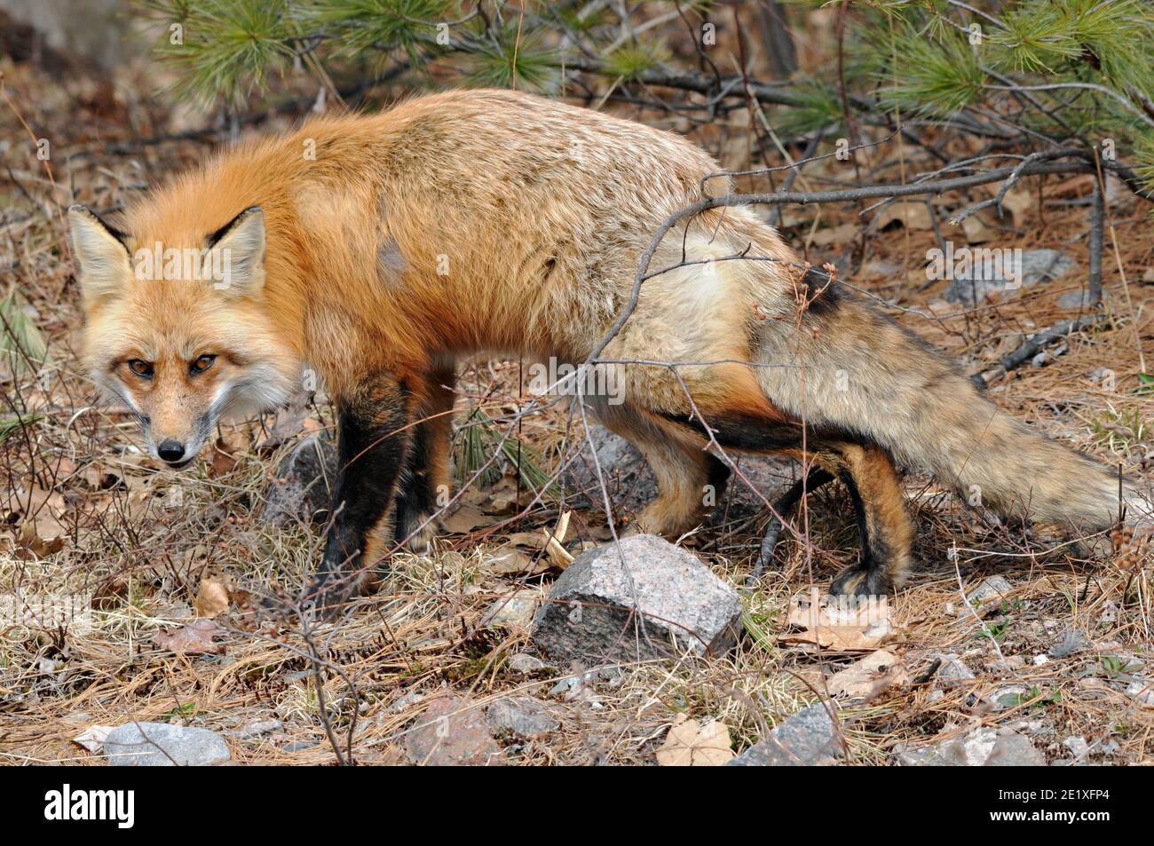 Red fox note book photo and image hi-res stock photography and images ...