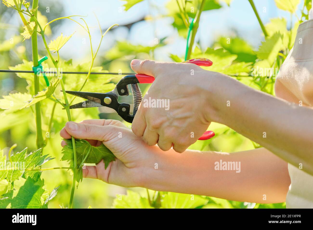 Hands of woman gardener with garden shears pruning vineyard Stock Photo ...