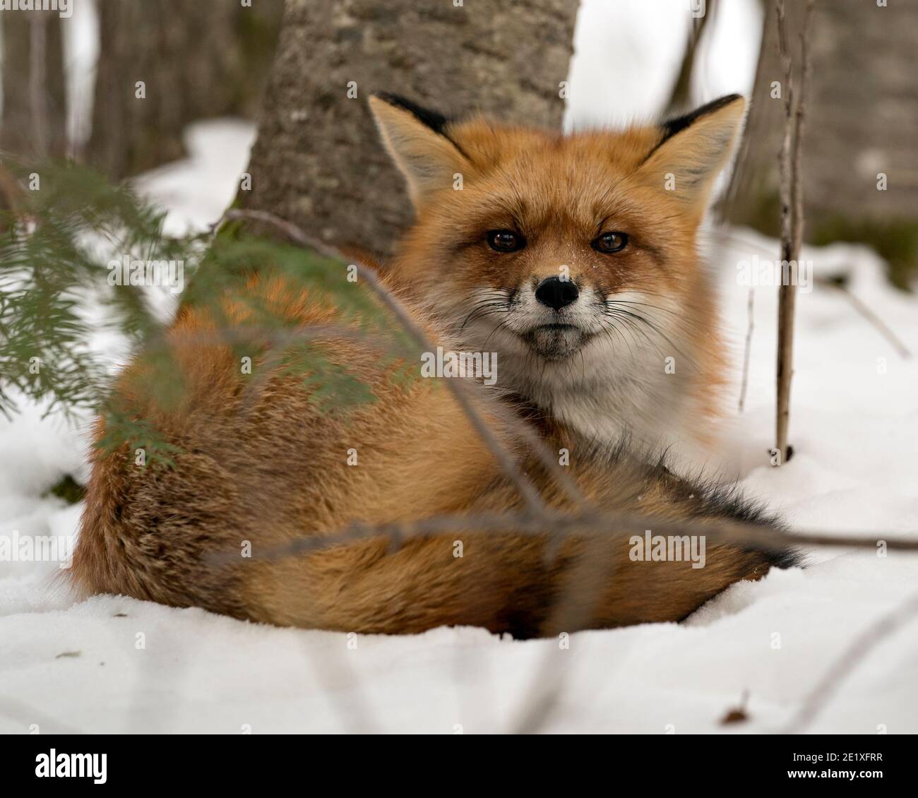 Red fox resting on snow in the winter season in its environment and ...