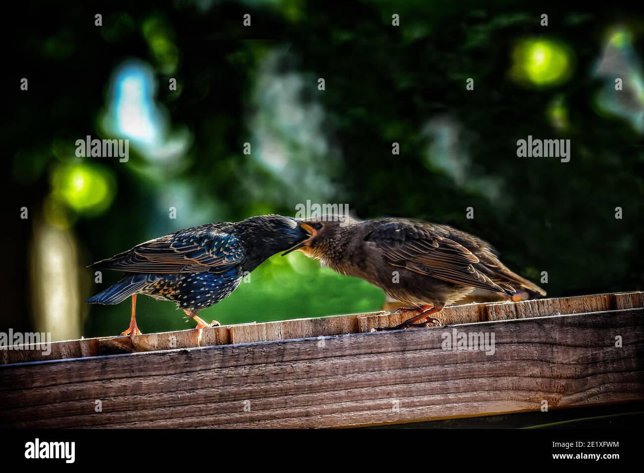 Summer birds hi-res stock photography and images - Alamy