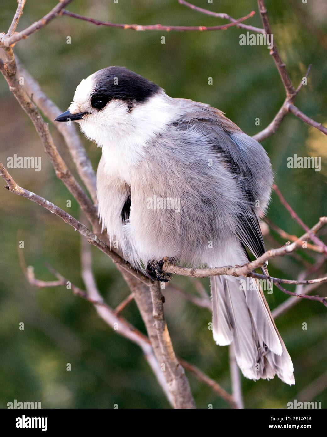 Grey jay bird behaviour hi-res stock photography and images - Alamy