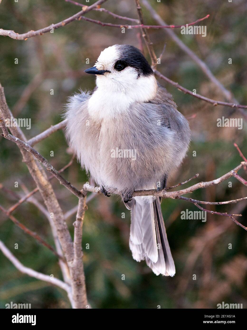Grey jay bird behaviour hi-res stock photography and images - Alamy