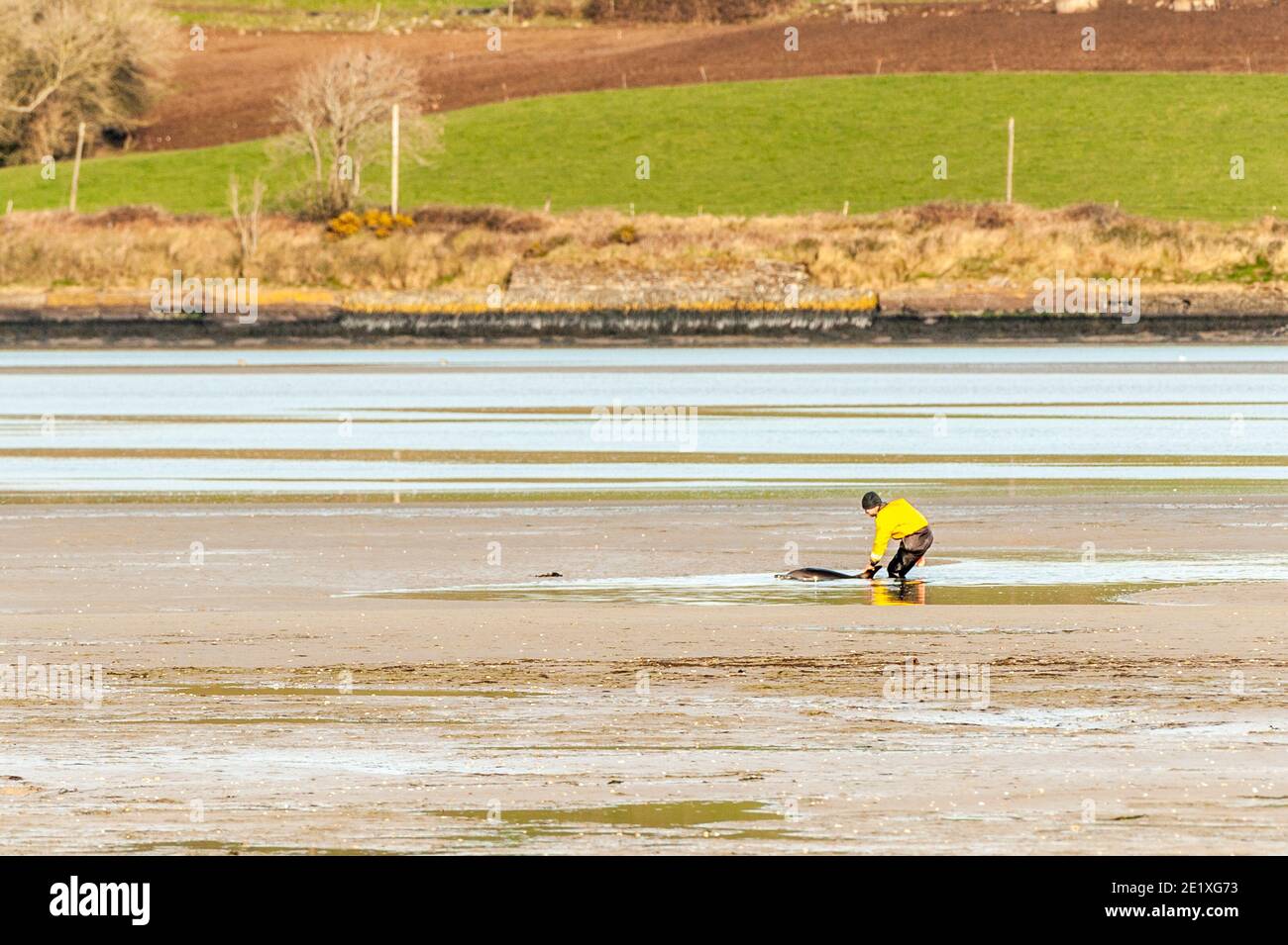 Short beaked common dolphin ireland hi-res stock photography and images ...