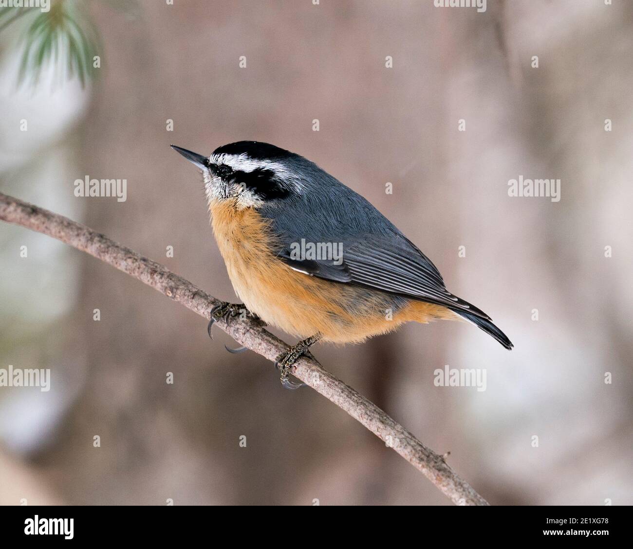 Feathers photos images hi-res stock photography and images - Alamy