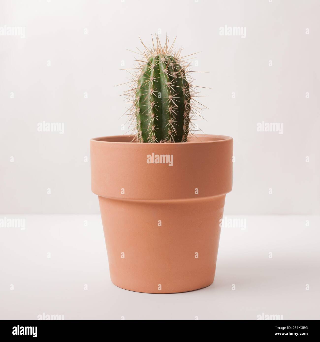 Potted cactus hi-res stock photography and images - Alamy