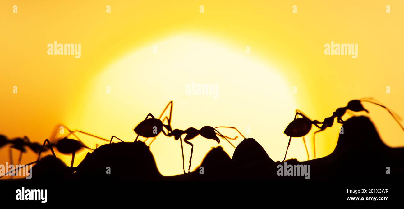 Magical scene of Green Ants walking in a vine on summer dusk, art shape ...