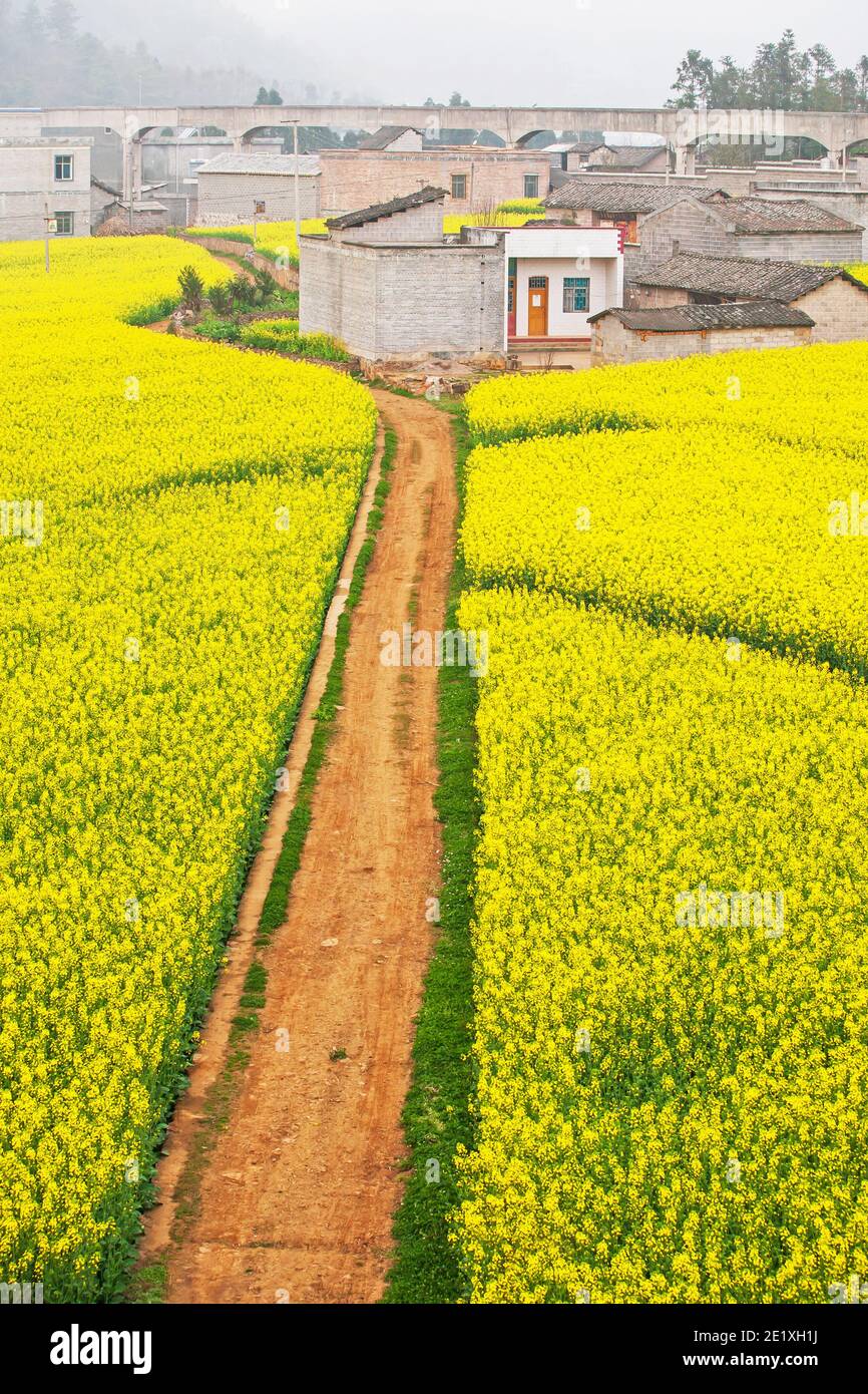 Aerial view of a dirt path through mustard fields are in bloom, a ...