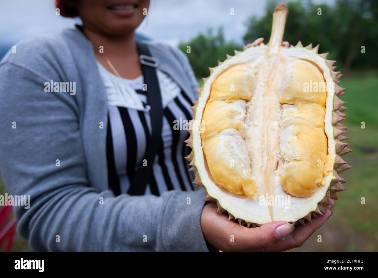A female Khmer vendor showing ripe half Durian on the roadside, Kampot ...