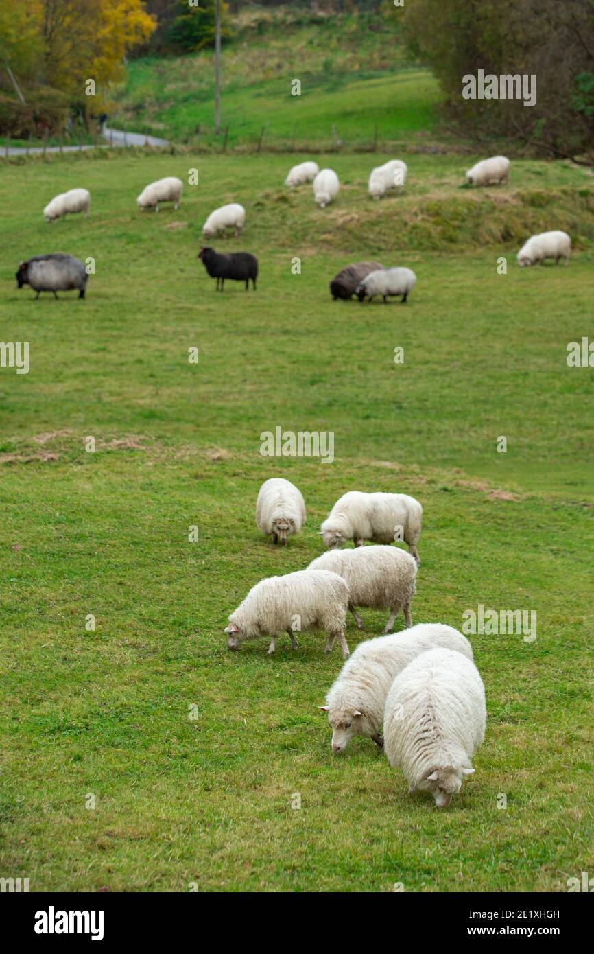 Sheep grazing green field hi-res stock photography and images - Alamy