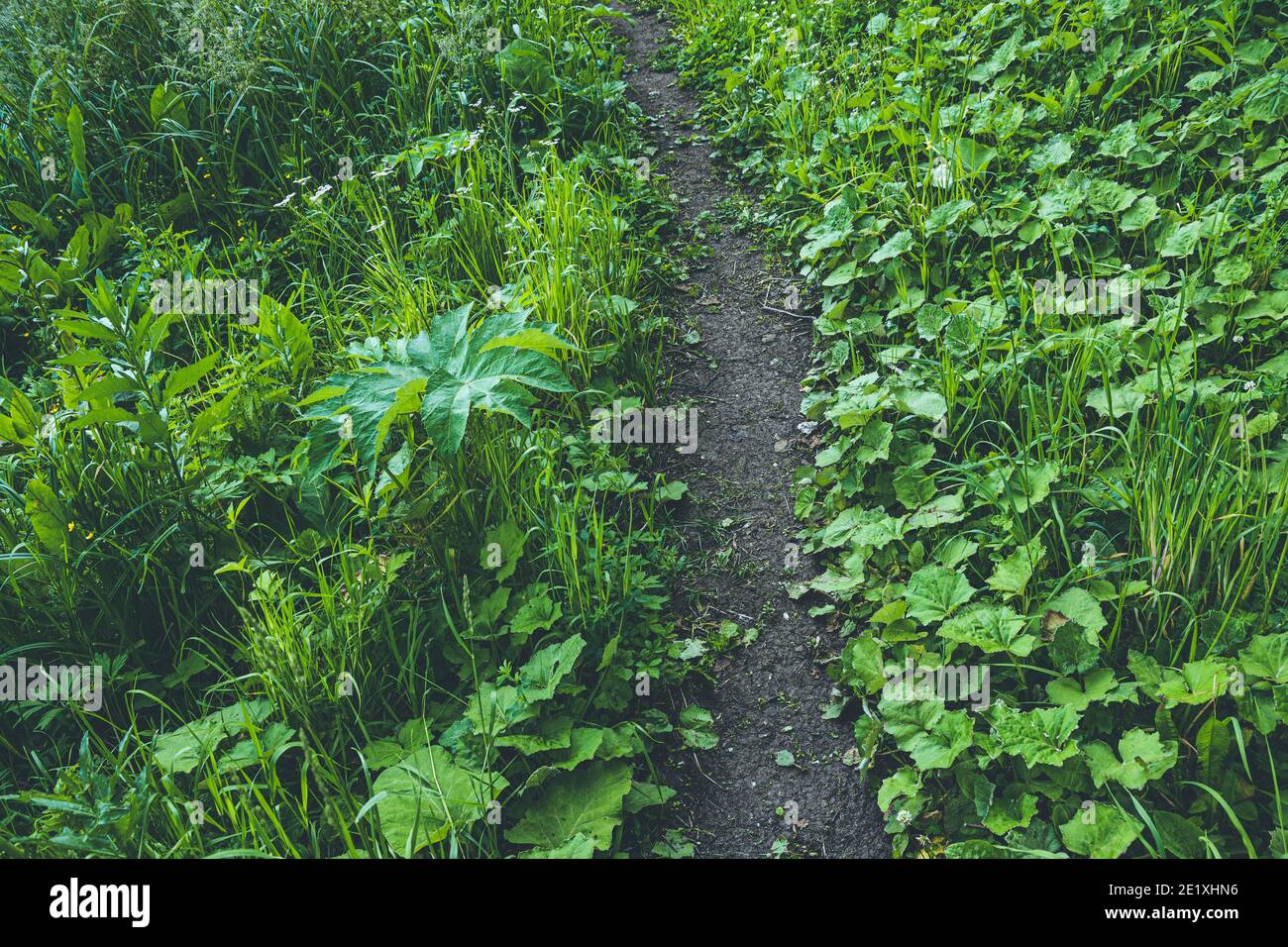 Forest dirt trail in green grass. Hiking in wild Stock Photo - Alamy