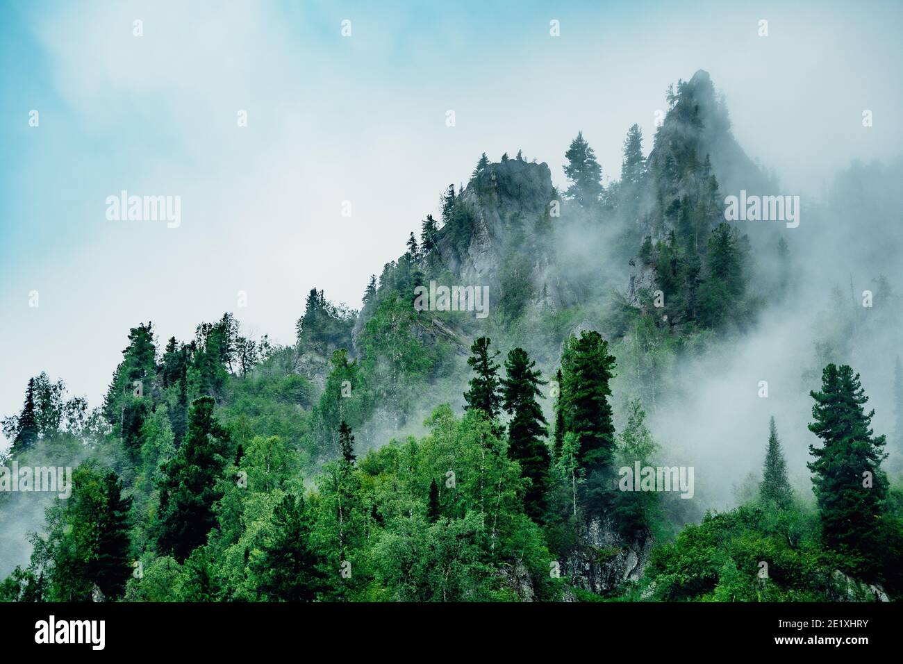 Foggy morning in woods. Treetops are covered with clouds in rainy ...