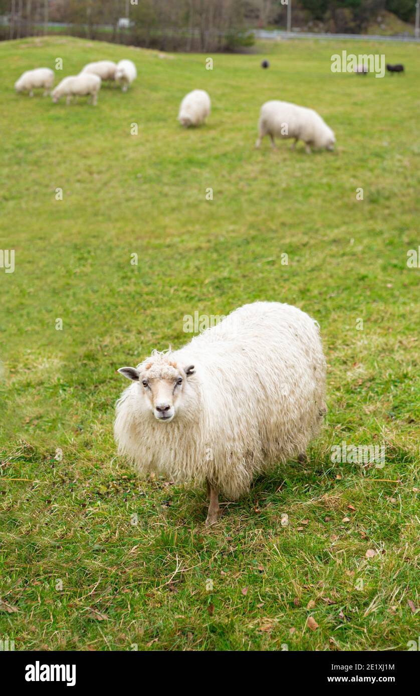Sheep grazing animal hi-res stock photography and images - Alamy