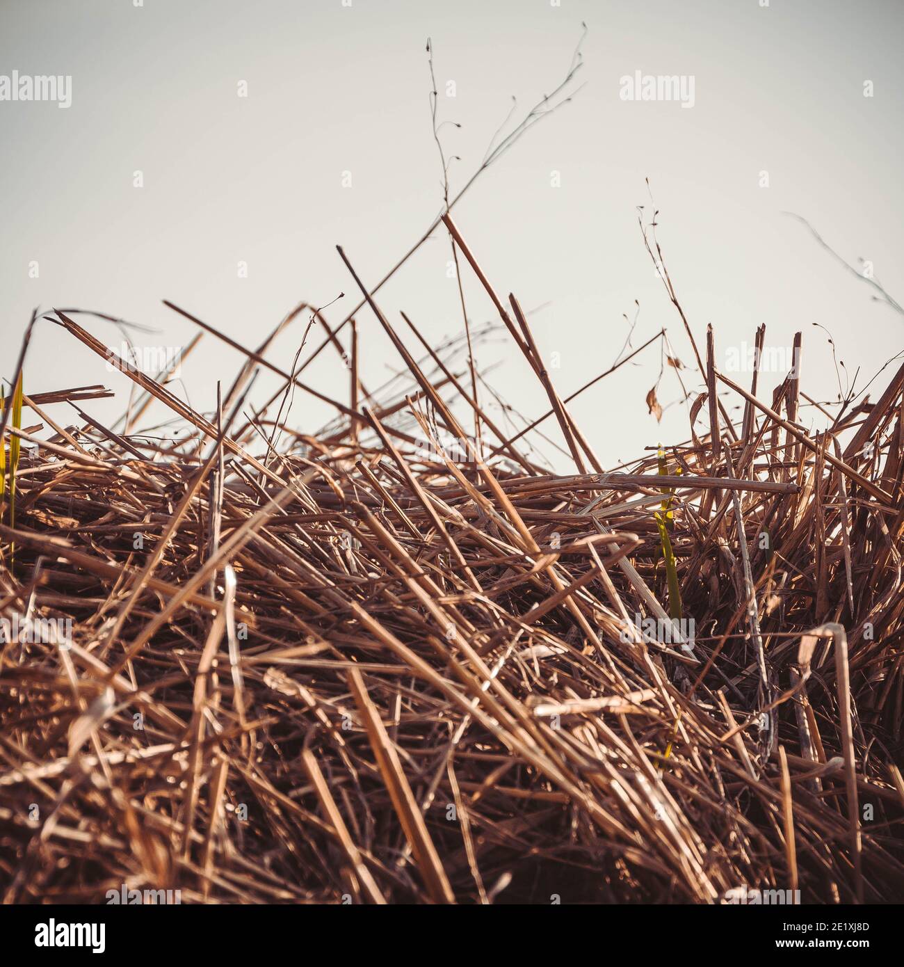 Hay frame hi-res stock photography and images - Alamy