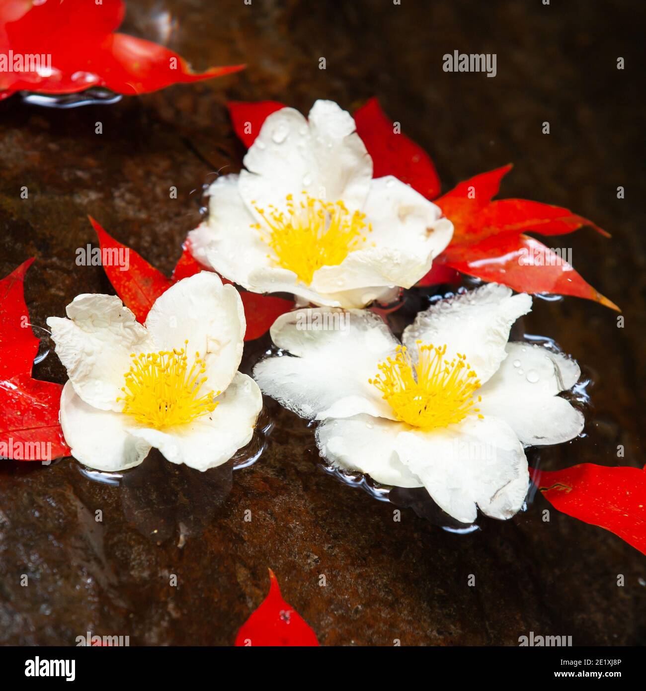 Fried egg tree hi-res stock photography and images - Alamy