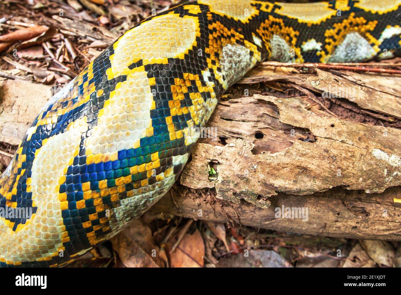 Abstract skin of Boa on the log in a tropical forest. They are the ...