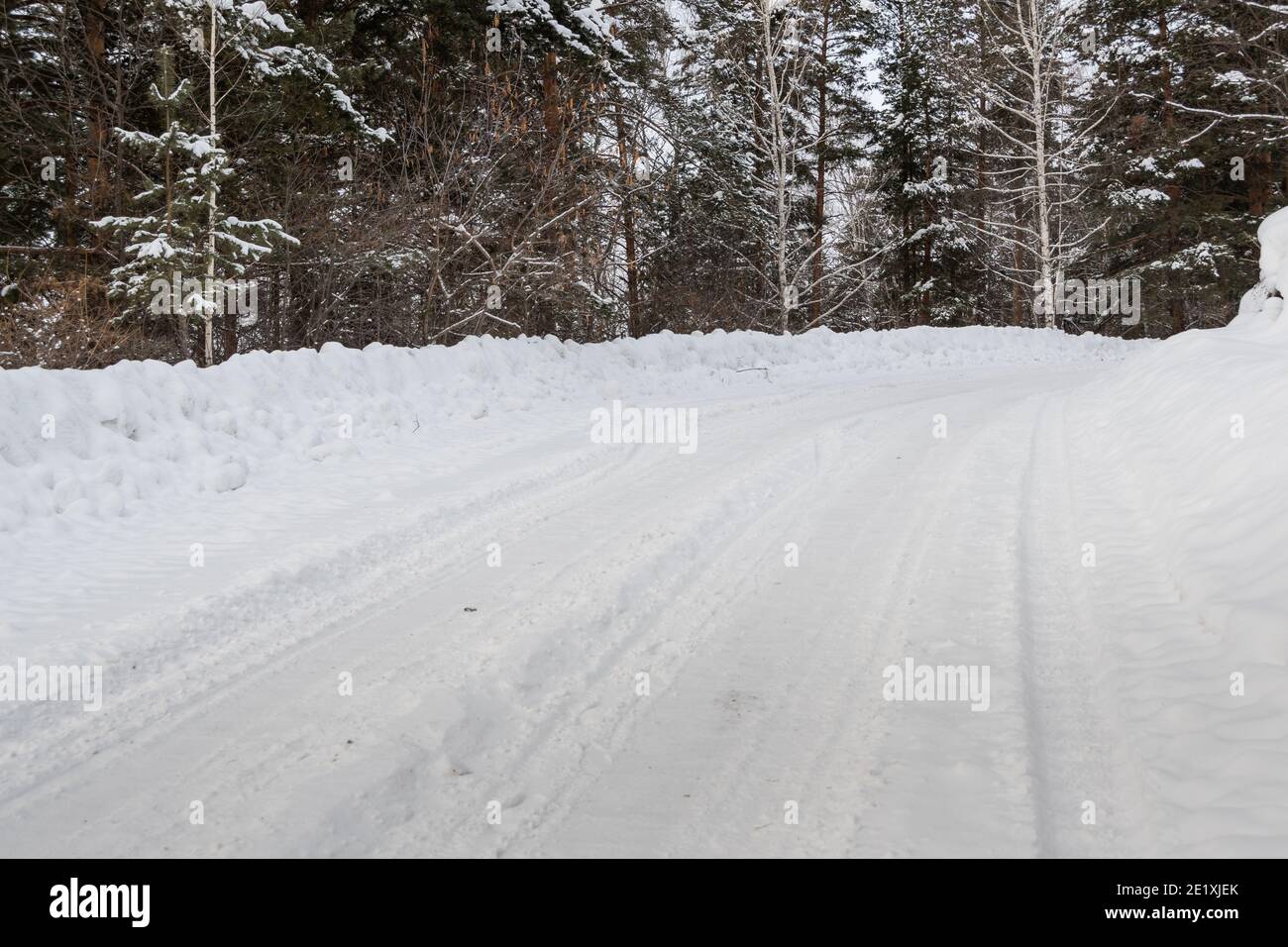 Snow road in winter pine forest. Ice and snowstorm on a country road ...