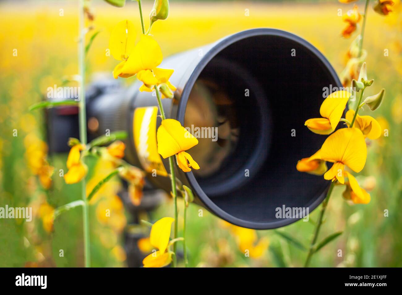 Black super telephoto lens and digital camera body on tripod in yellow ...
