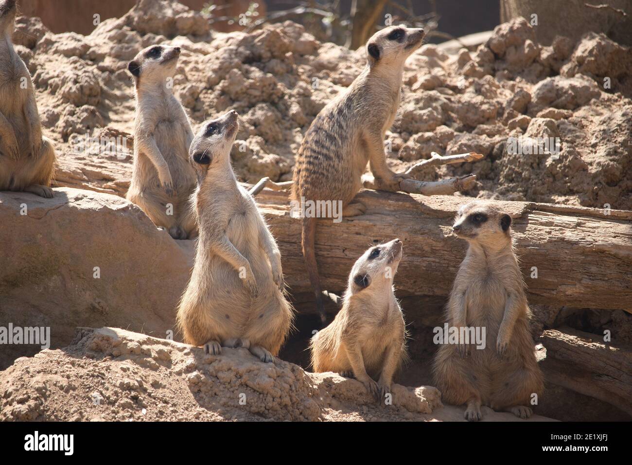 Meerkats eat hi-res stock photography and images - Alamy