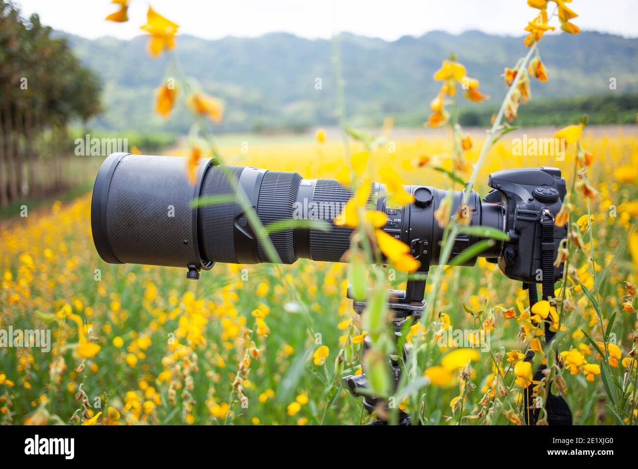 Digital flowers hi-res stock photography and images - Alamy