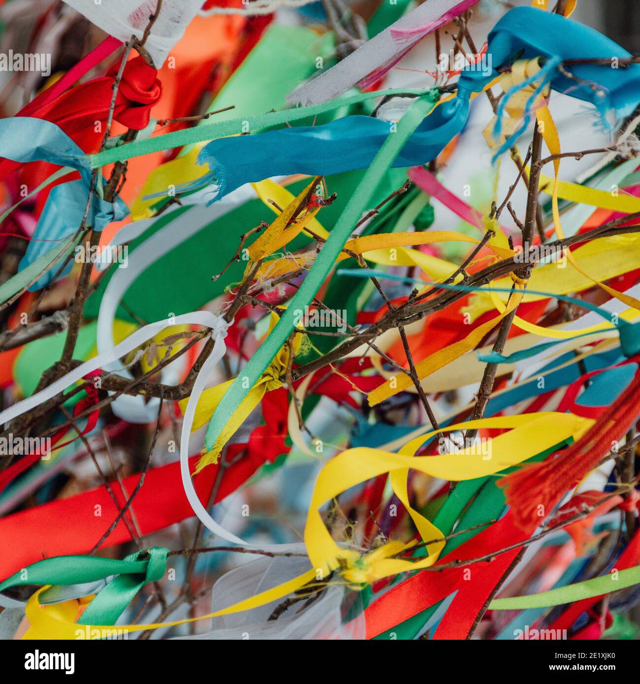 Bright ribbons are tied to branches of tree. Wish tree. Each ribbon ...