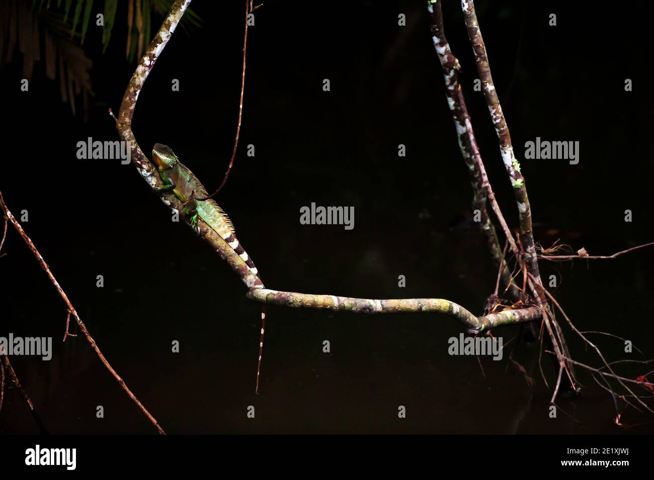The Chinese water dragon or Thai water dragon resting on the vine in ...
