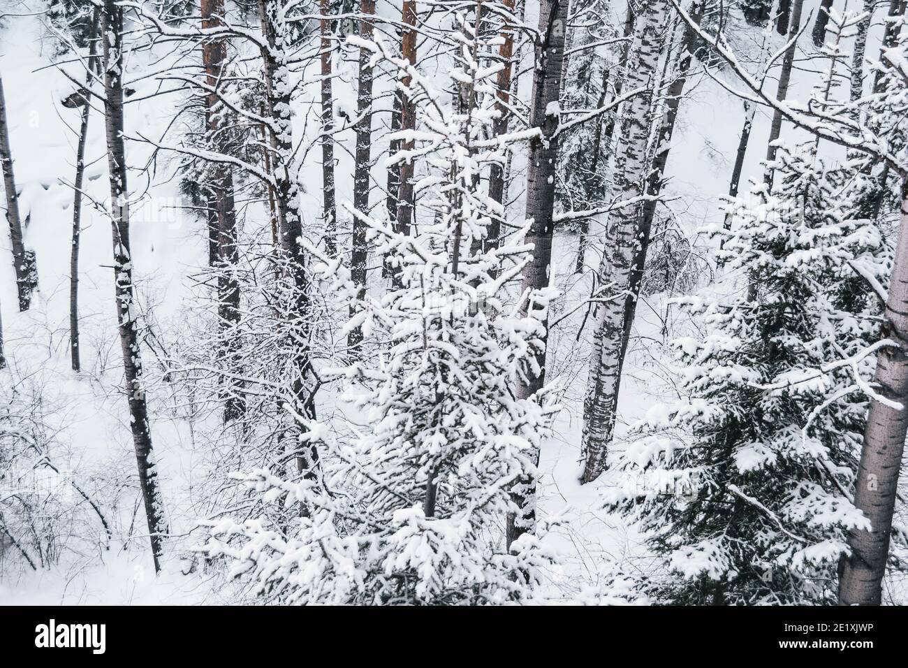 Siberian winter forest with pine trees on slope and frozen tree ...