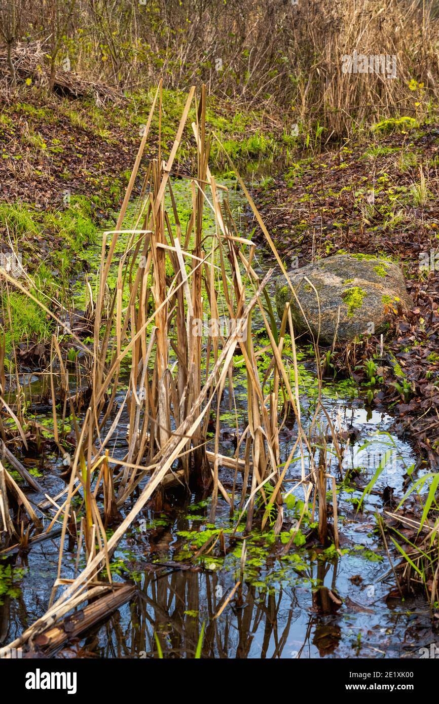 Dry reeds in a small stream of water. Photo from Lomma Beach, Scania ...