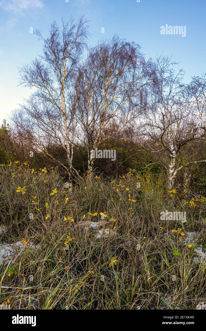 Birch trees and plants on a meadow. Picture from Lomma, southern Sweden ...