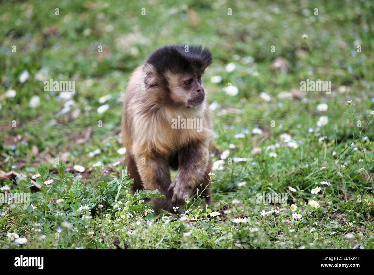 Squirrel monkeys are lively little creatures that like to romp in the ...