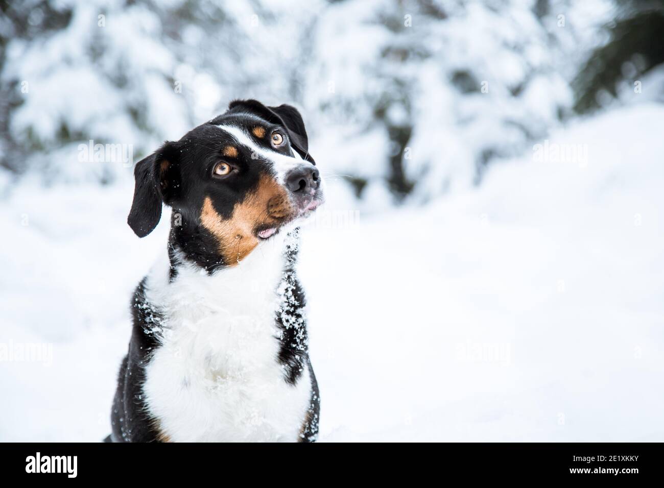 Appenzeller mountain dog snow hi-res stock photography and images - Alamy