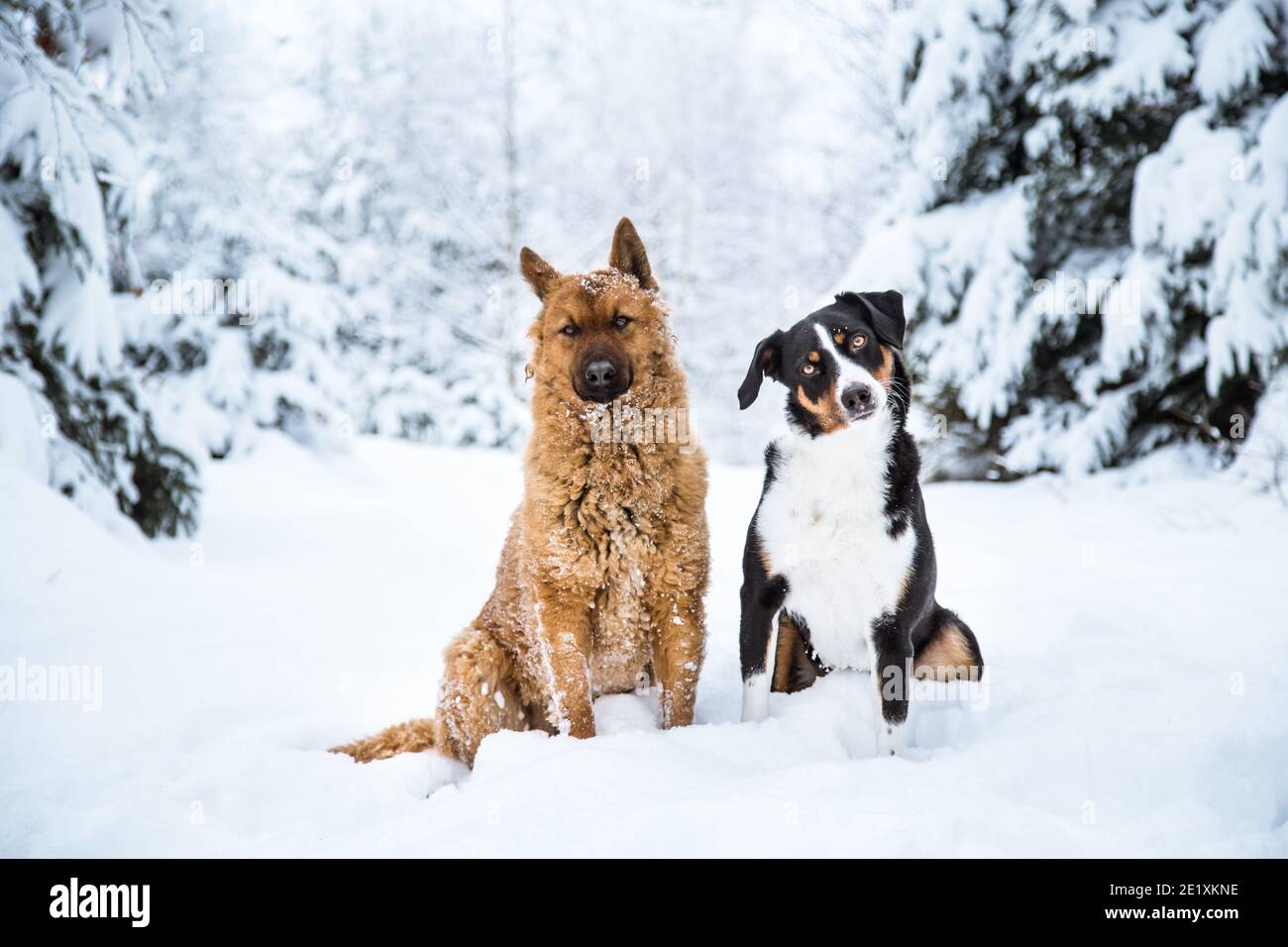 Two dogs sitting in the snow, Old German Sheepdog (Kuhhund) & Appenzell ...