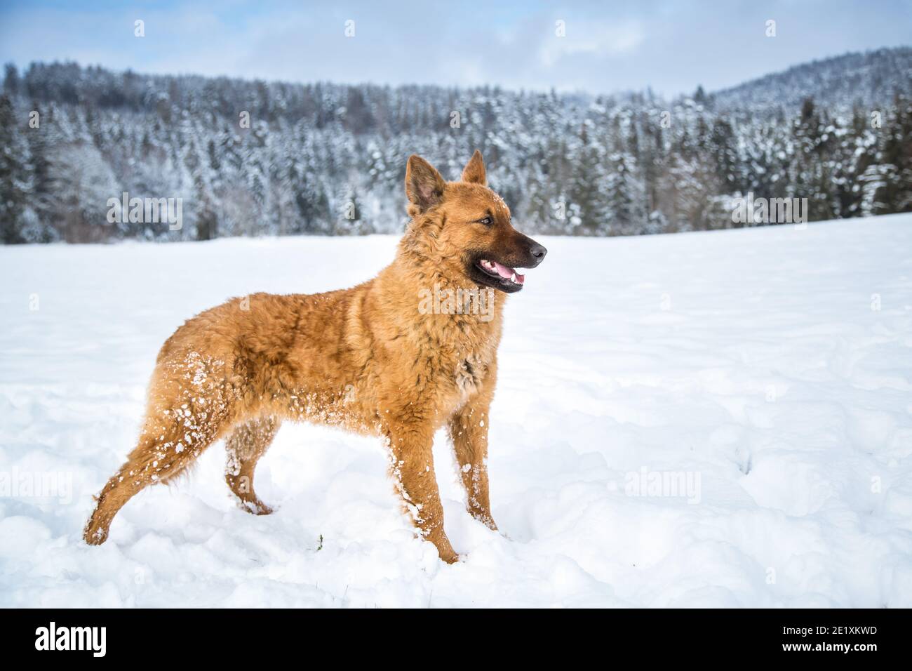 Old german sheepdog hi-res stock photography and images - Alamy