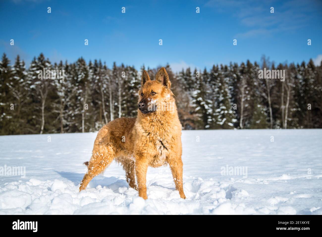 Old german sheepdog hi-res stock photography and images - Alamy