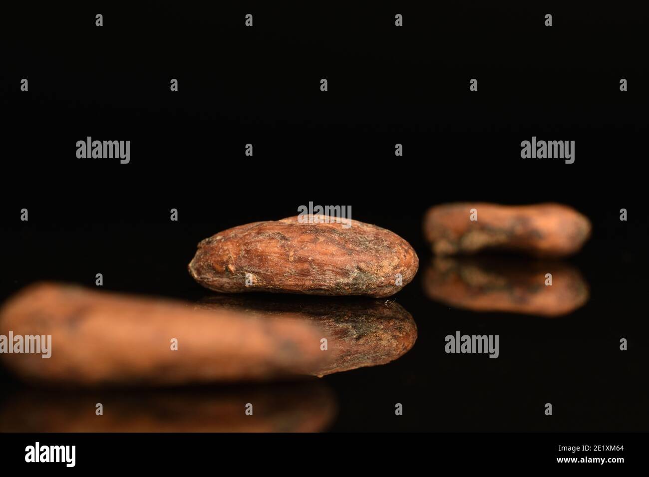 Three brown whole fragrantly fried cocoa grains on a black background ...