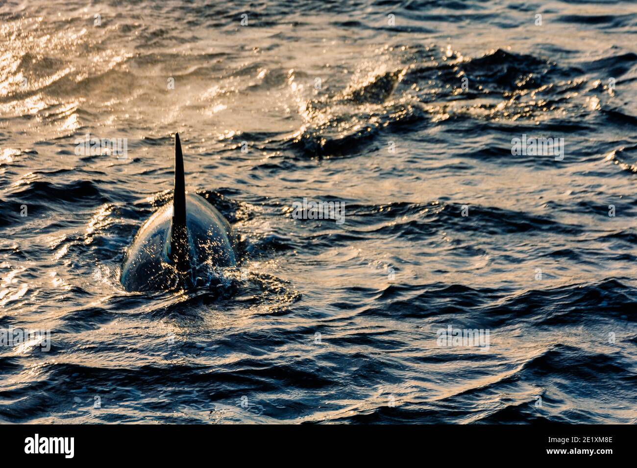 Orcas pilot whales at the atlantic near andenes, norway Stock Photo - Alamy